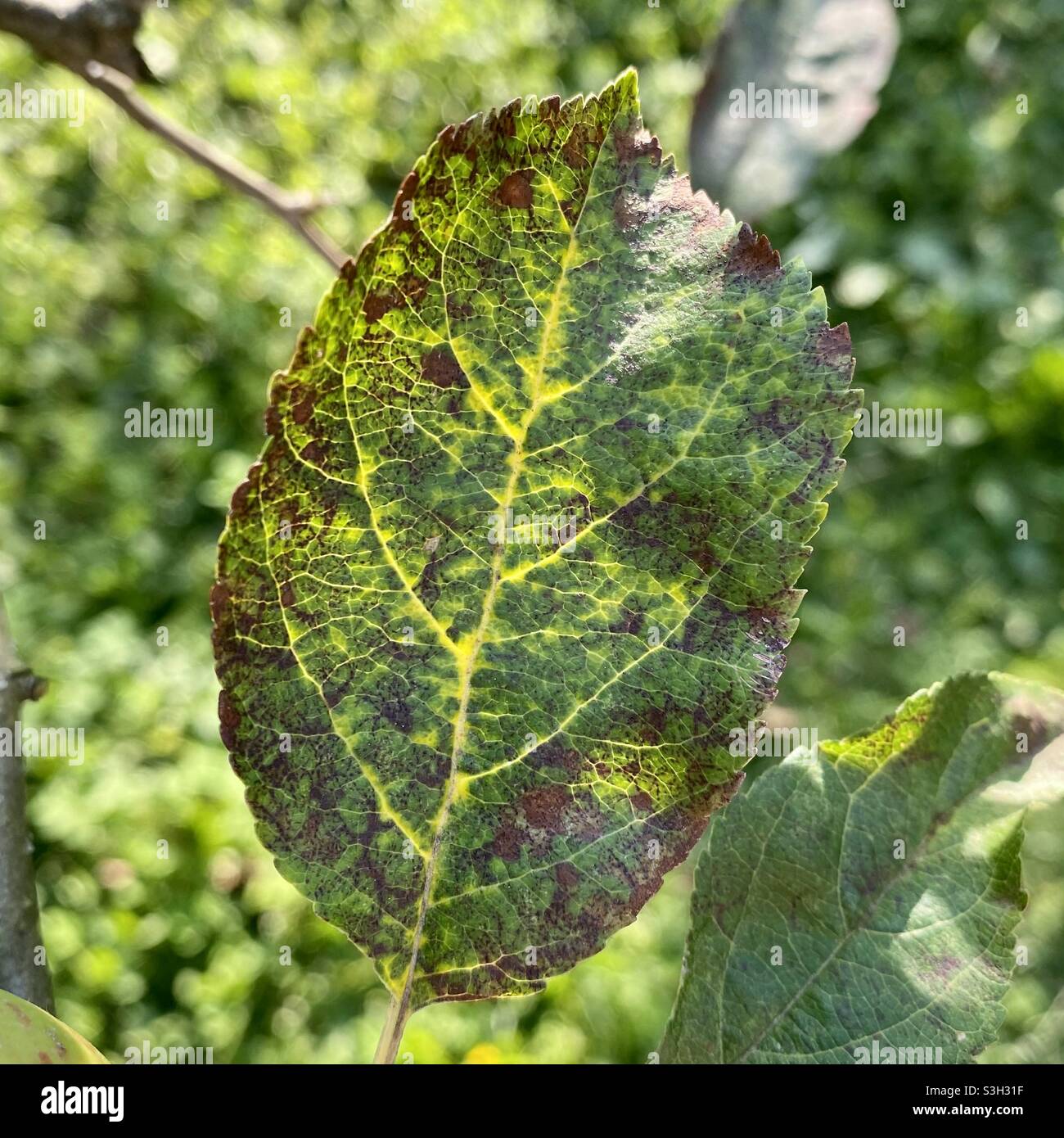 Malus domestica sunlight Banque de photographies et d’images à haute ...