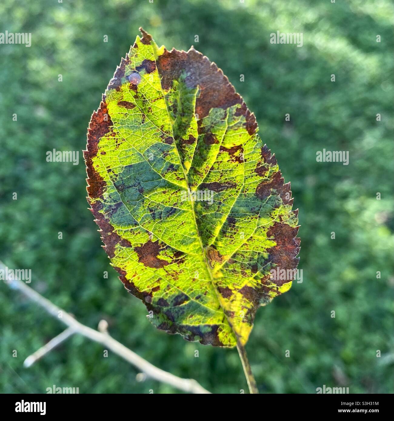 Malus domestica sunlight Banque de photographies et d’images à haute ...