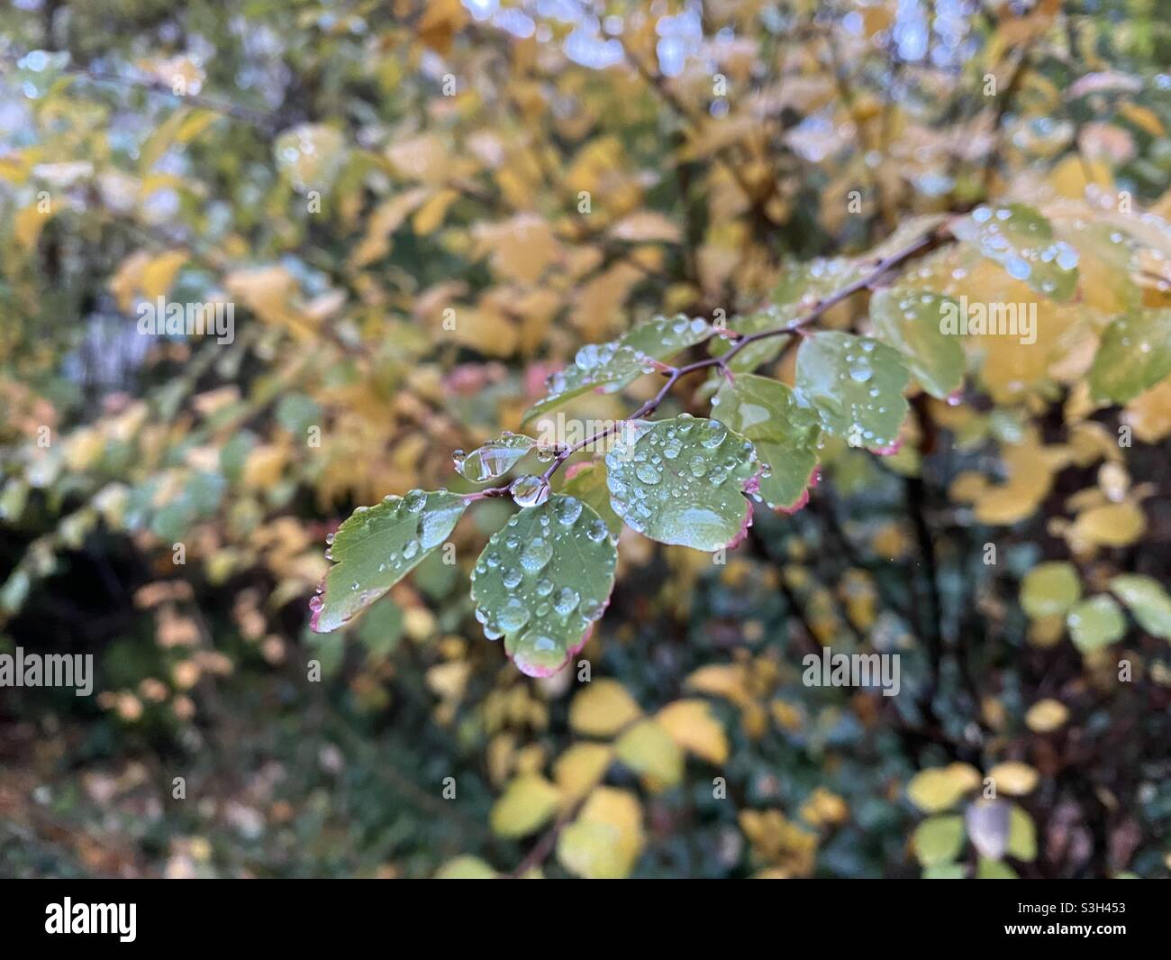 Pluie d'automne Banque de photographies et d’images à haute résolution ...