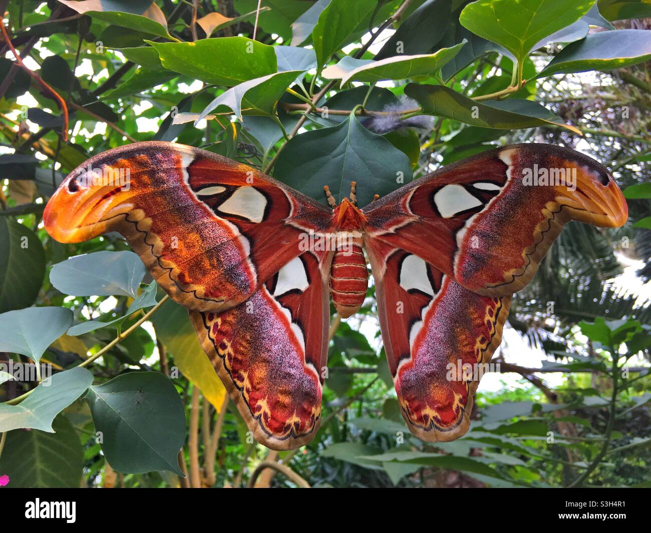 Grand papillon Banque de photographies et d’images à haute résolution ...