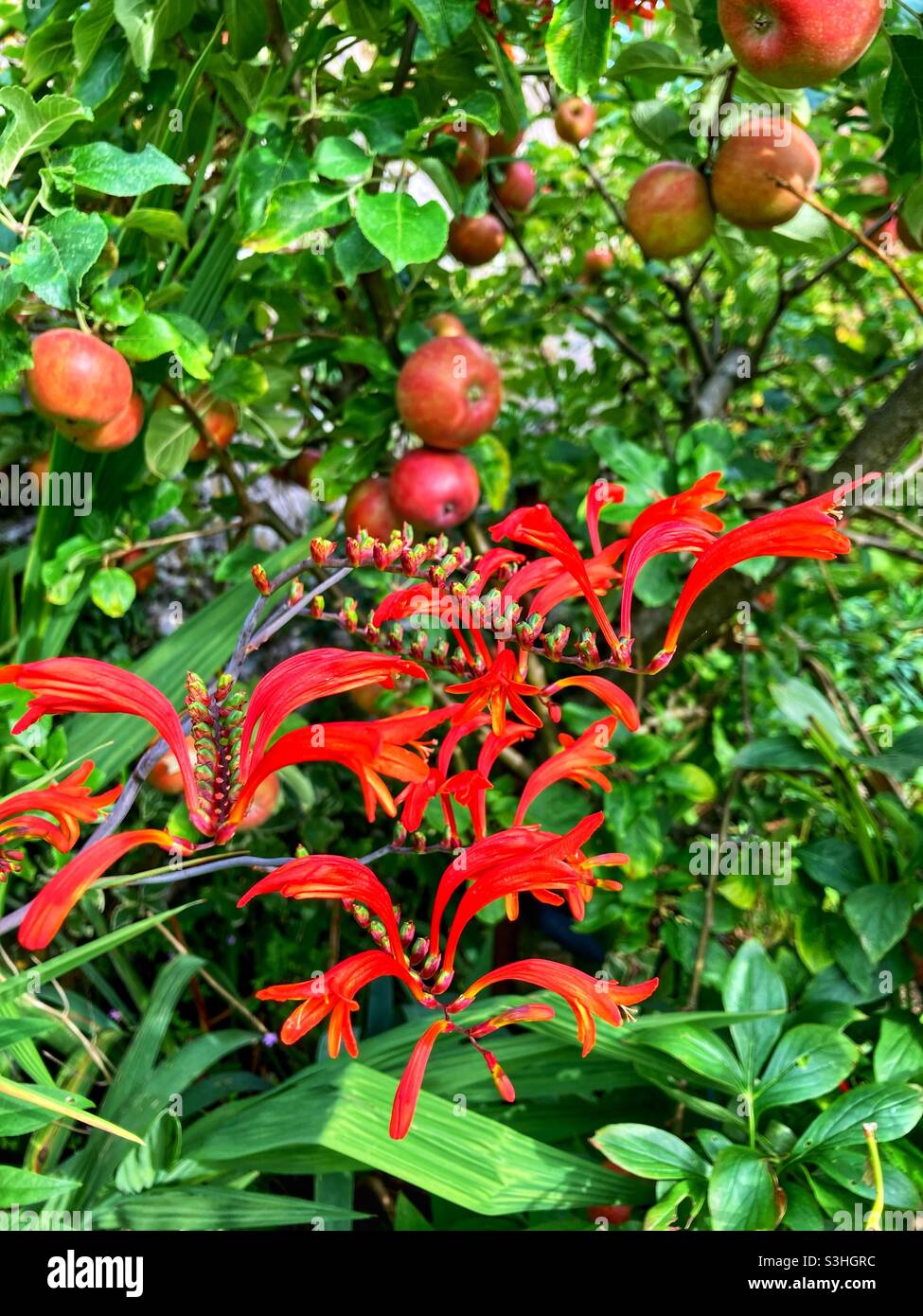 Plante rouge Banque de photographies et d’images à haute résolution - Alamy