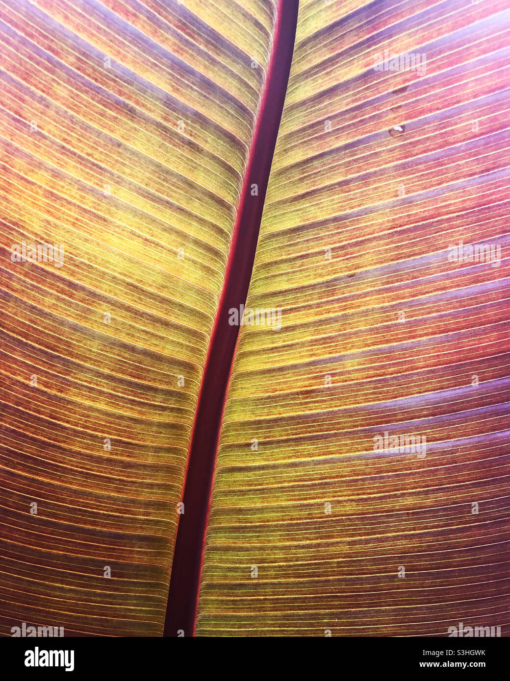 Feuille de palmier bananier Banque de photographies et d’images à haute ...