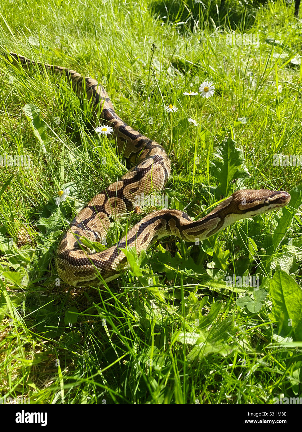 Pythons royaux ou pythons royaux Banque de photographies et d’images à ...