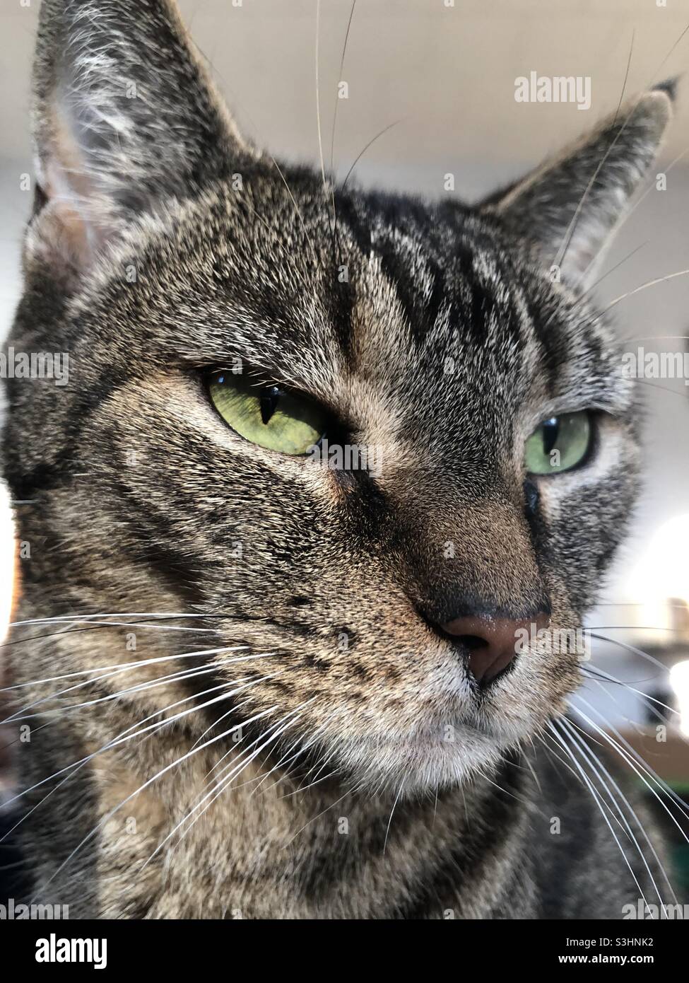 Angry cat Banque de photographies et d’images à haute résolution - Alamy