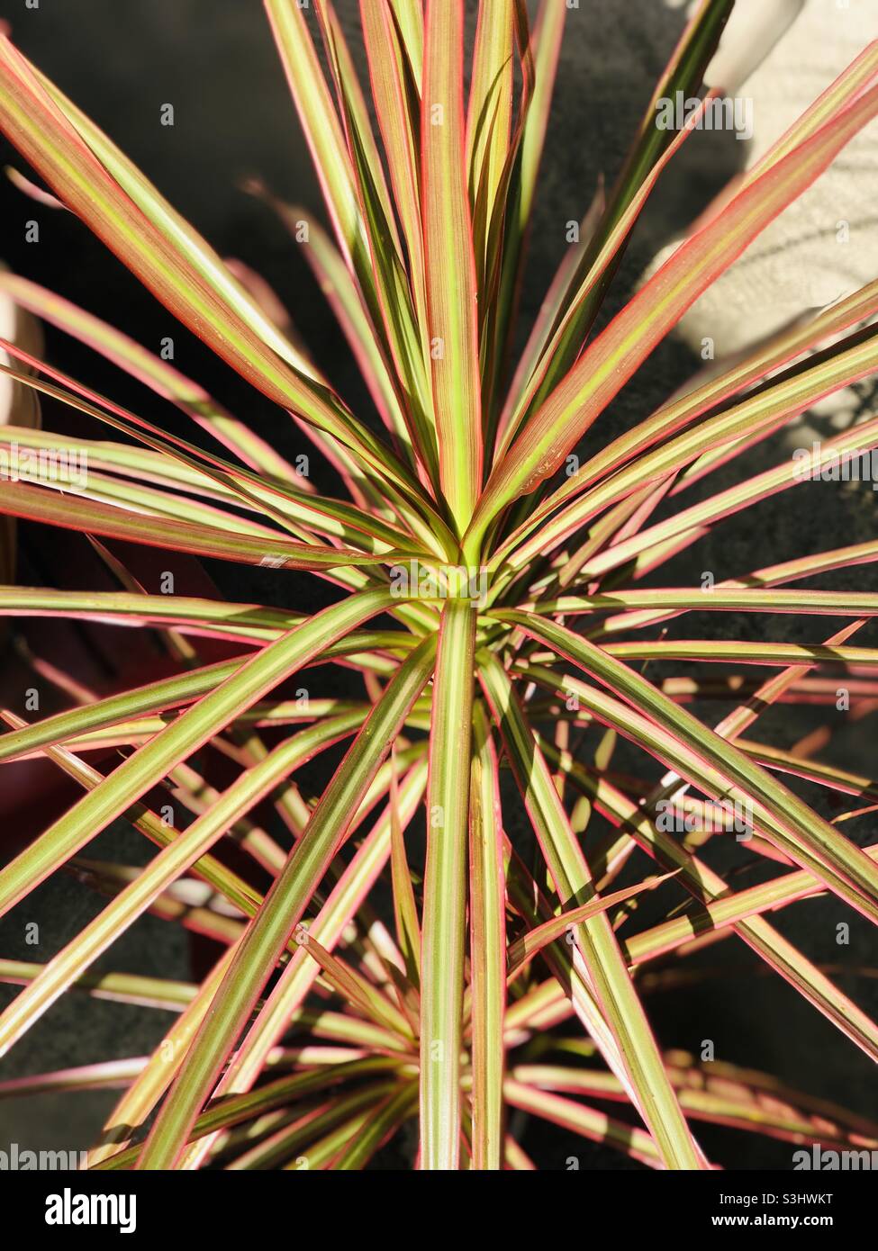 Leaf of the croton plant Banque de photographies et d’images à haute ...