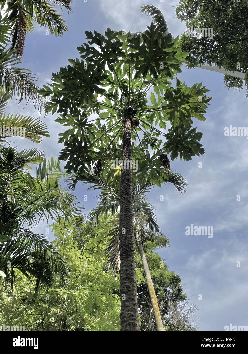 Panama tree Banque de photographies et d’images à haute résolution - Alamy