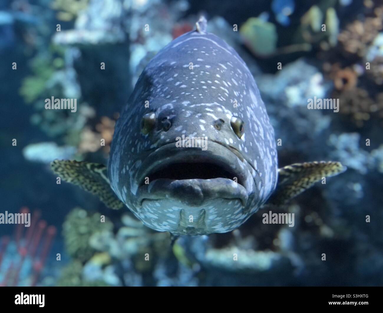 Giant merou Banque de photographies et d’images à haute résolution - Alamy