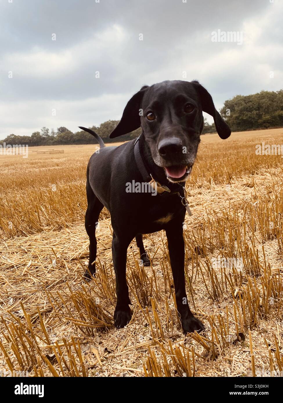 Chien qui rit Banque de photographies et d’images à haute résolution ...