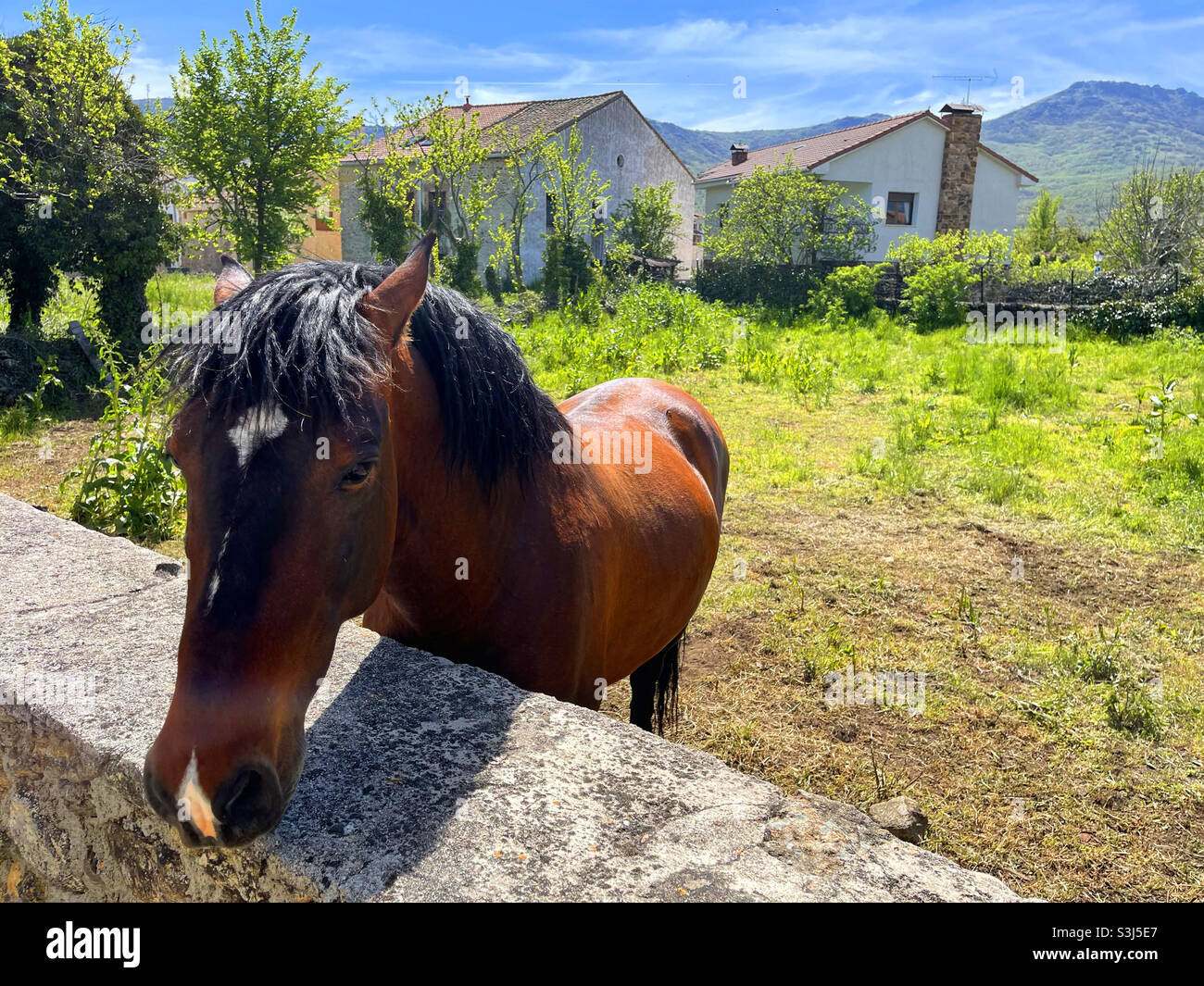 Cheval alezan Banque de photographies et d’images à haute résolution ...