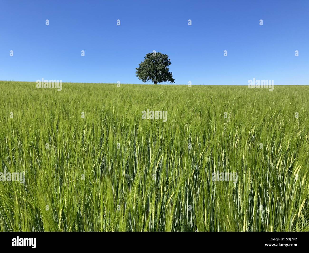 Arbre vert solitaire Banque de photographies et d’images à haute ...