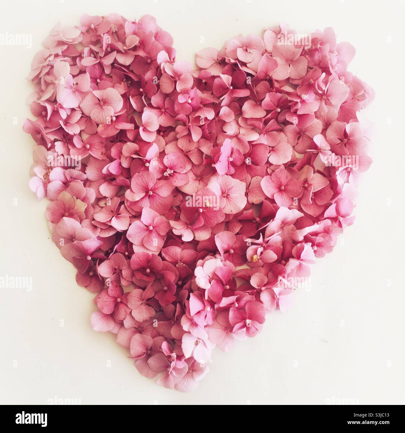 Coeur rose flowers Banque de photographies et d’images à haute ...