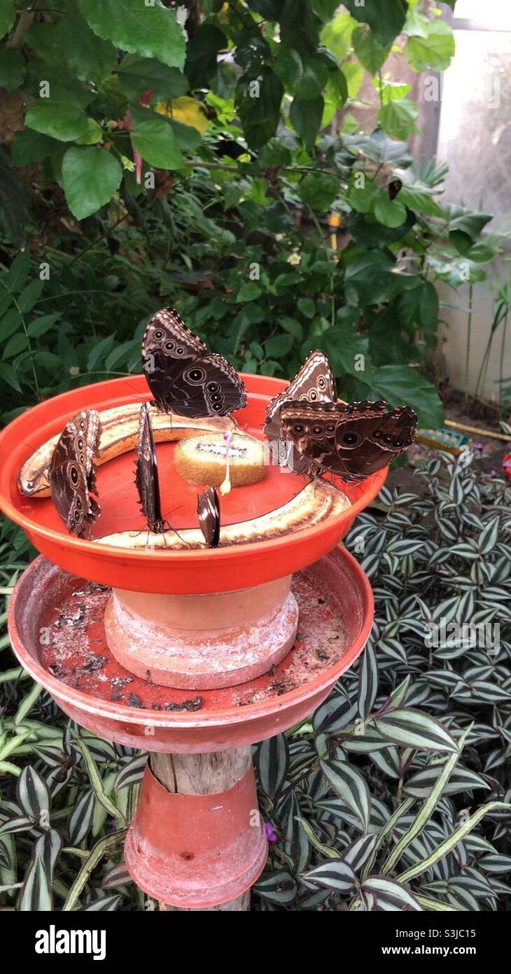 Papillons aux fruits Banque de photographies et d’images à haute ...