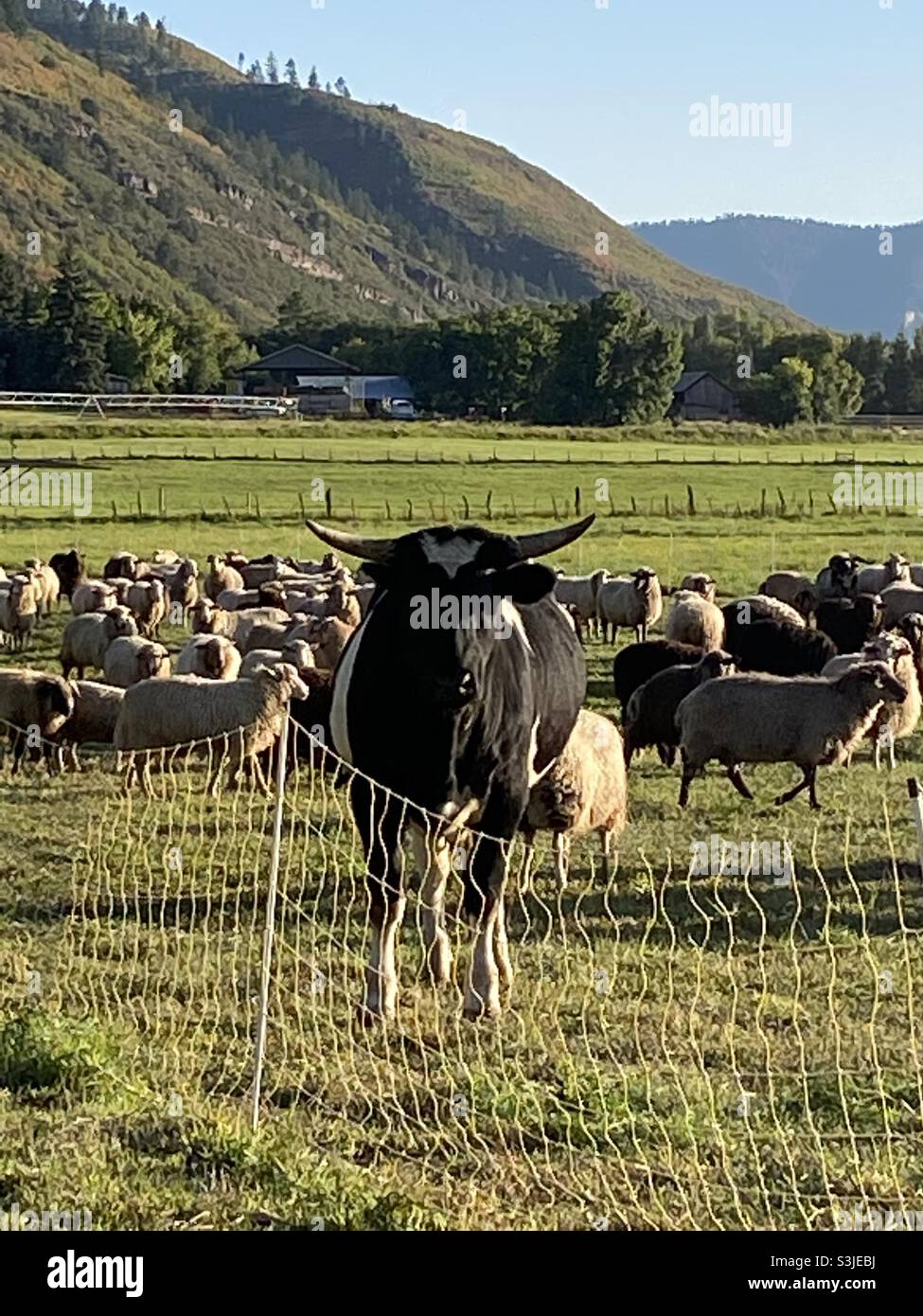 Vache mouton Banque de photographies et d’images à haute résolution - Alamy