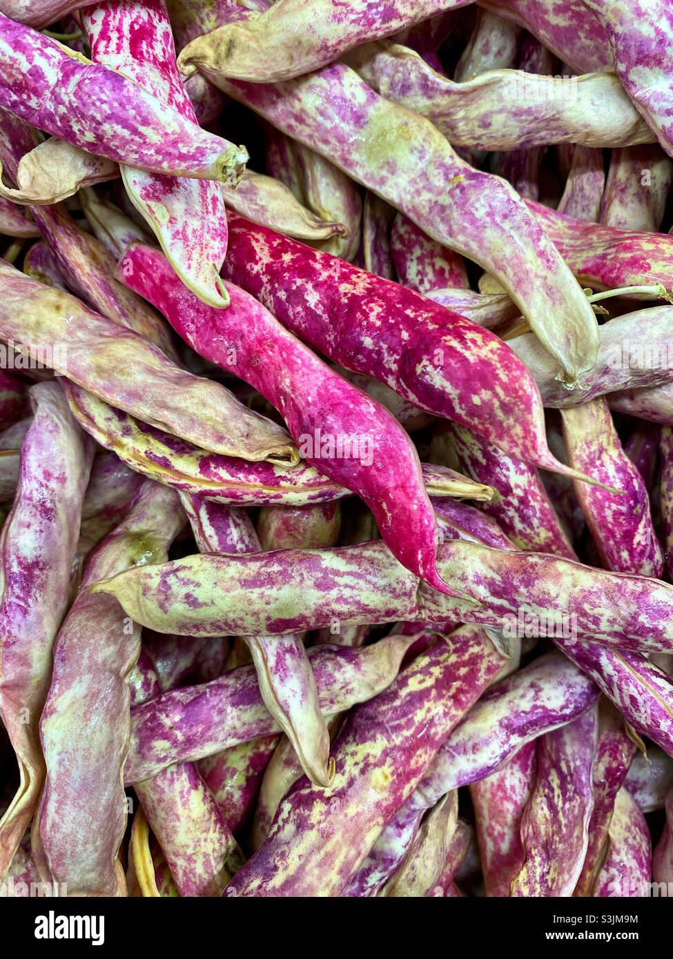 Haricots romano Banque de photographies et d’images à haute résolution ...