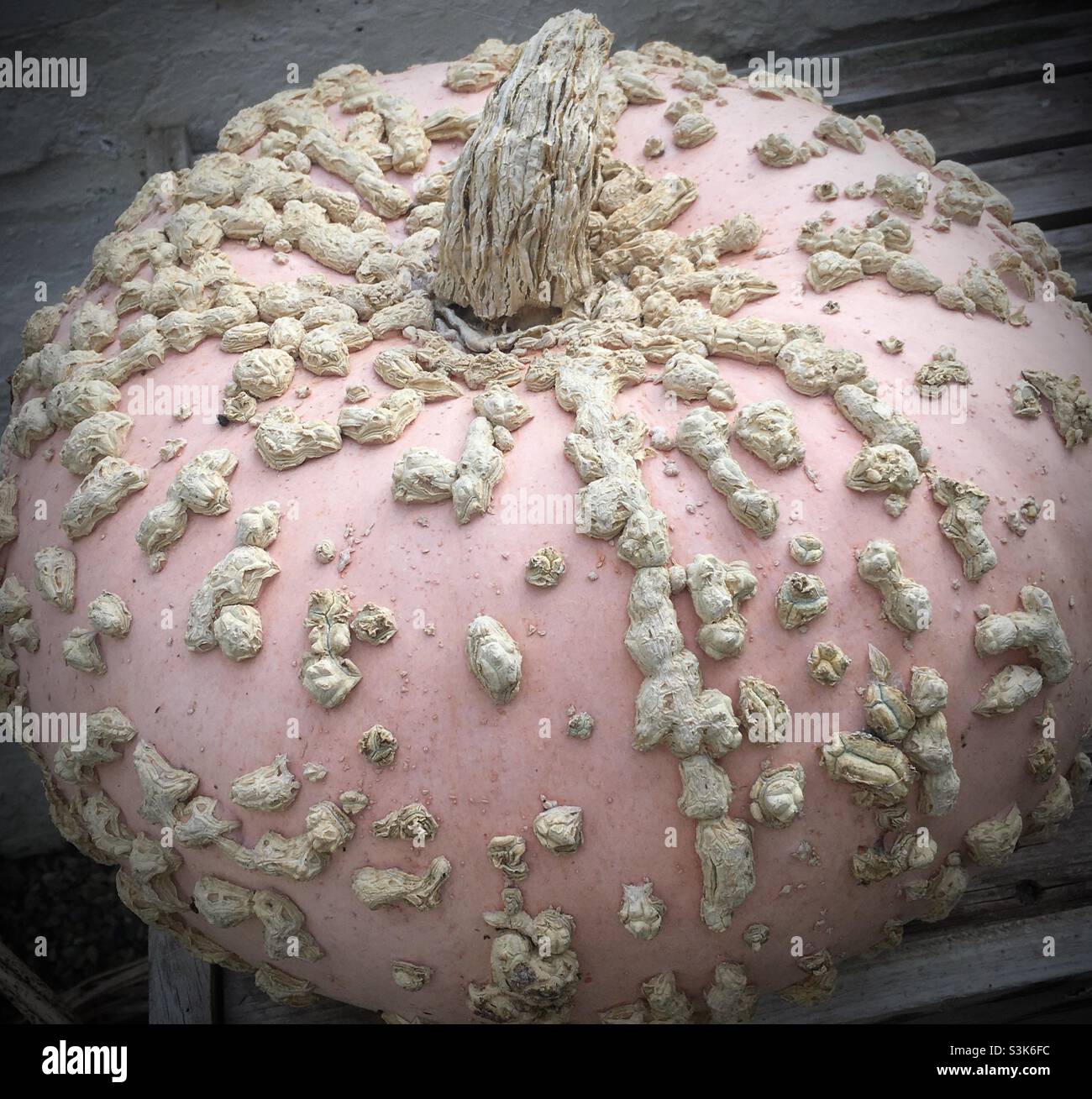 Galeux deysines Banque de photographies et d’images à haute résolution ...