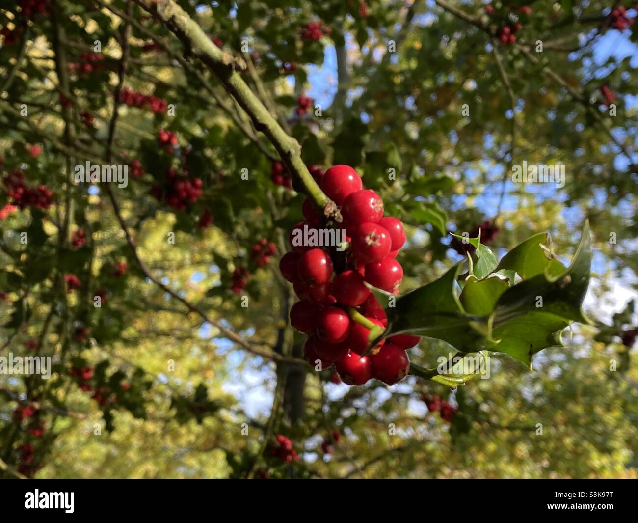 Fruits rouges toxiques Banque de photographies et d’images à haute ...