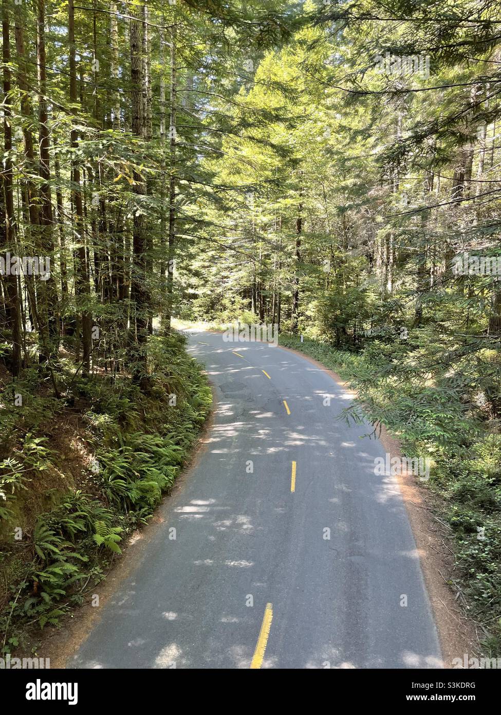 Route à travers un séquoia Banque de photographies et d’images à haute ...