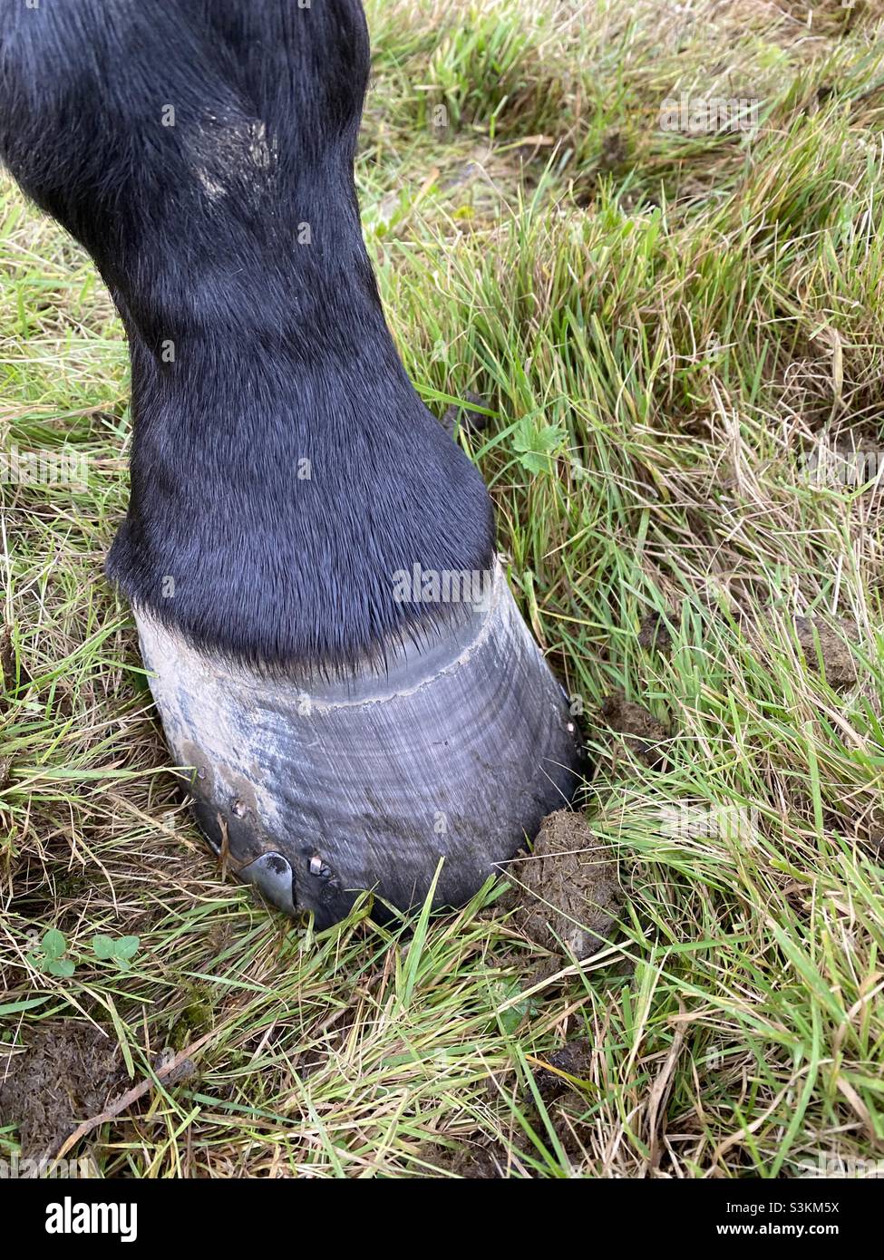 Sabot cheval Banque de photographies et d’images à haute résolution - Alamy