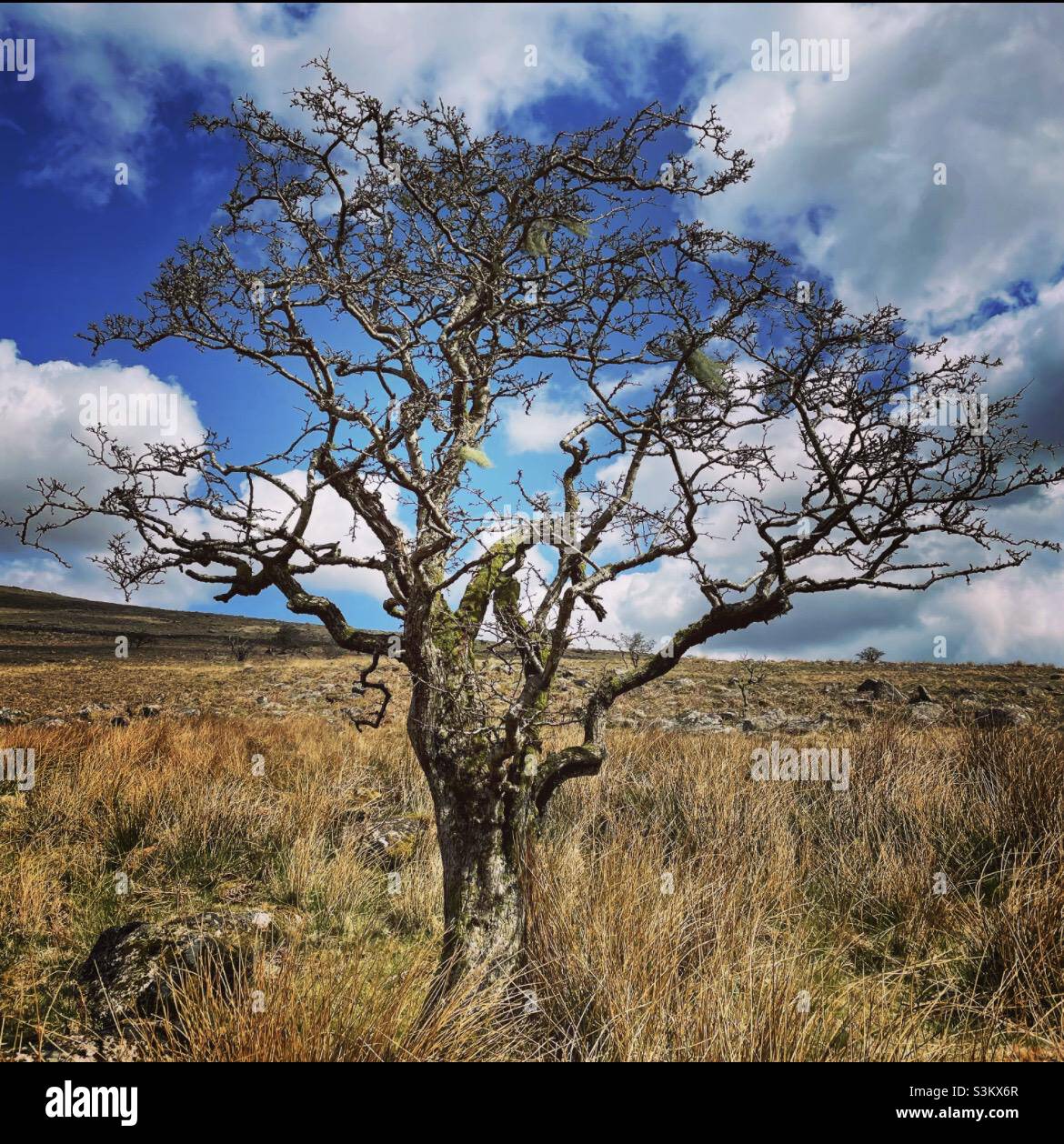 Arbre tortueux Banque de photographies et d’images à haute résolution ...