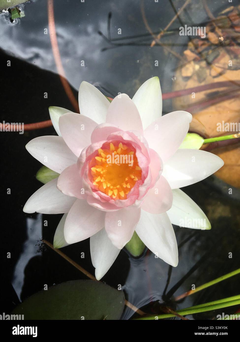 Fleur de lotus blanc Banque de photographies et d’images à haute ...