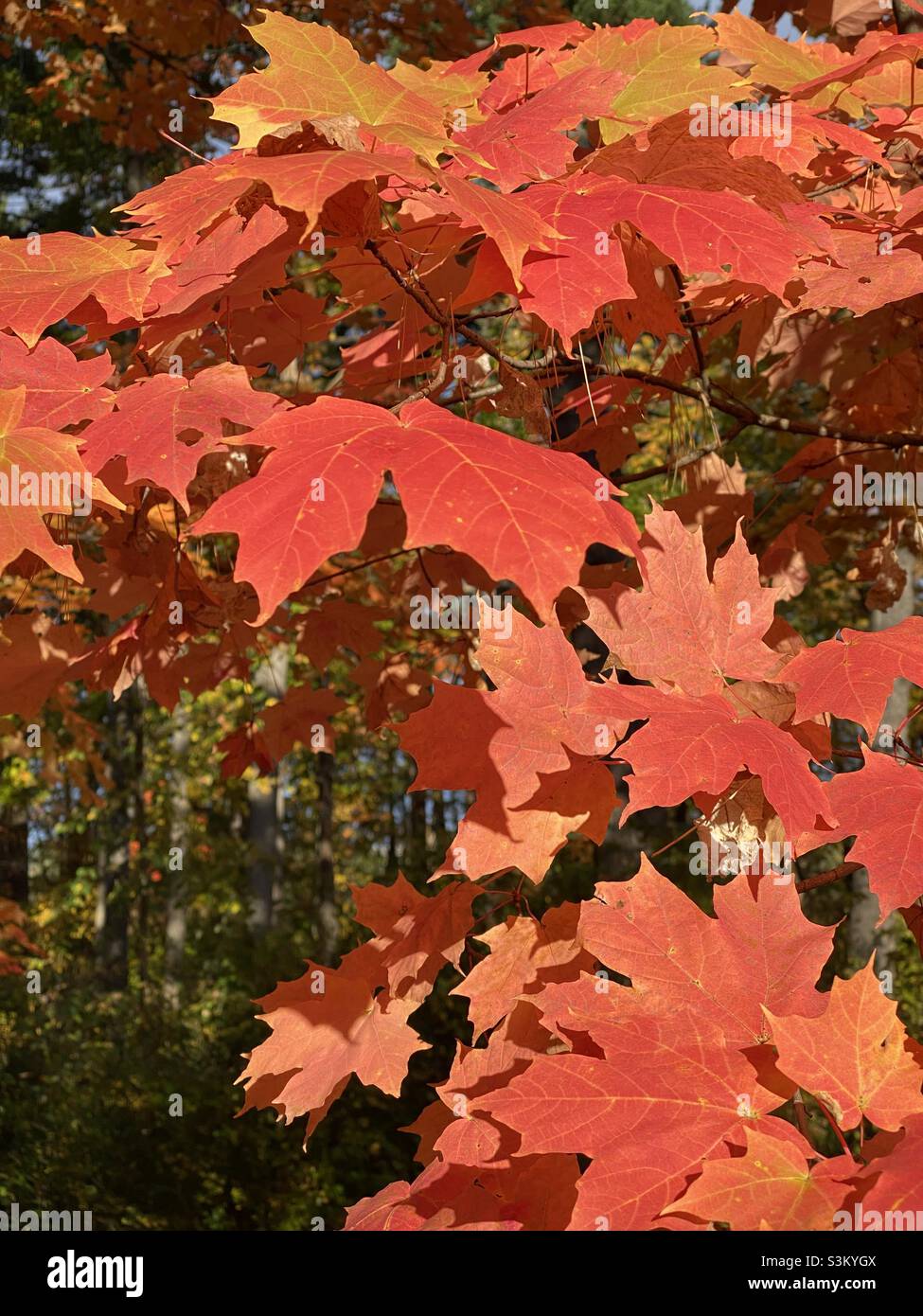 Canada feuille erable Banque de photographies et d’images à haute ...