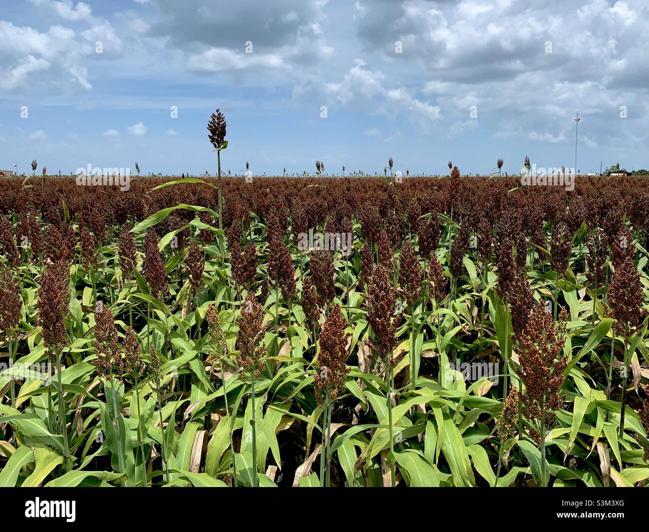 Champ de sorgho Banque de photographies et d’images à haute résolution ...