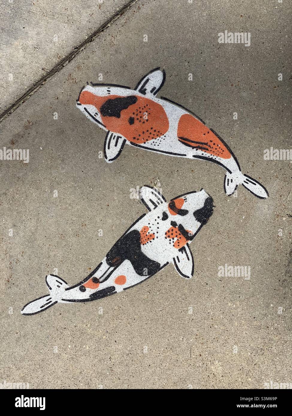 Coi fish Banque de photographies et d’images à haute résolution - Alamy