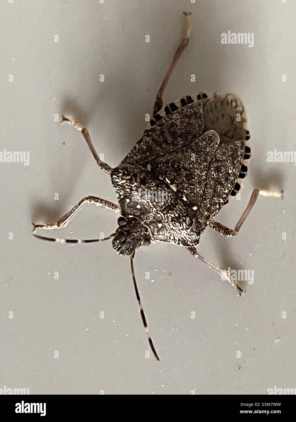 Halyomorpha halys Banque de photographies et d’images à haute ...