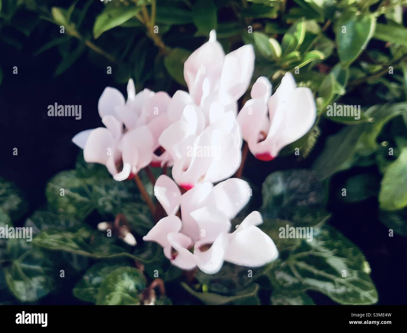 Fleurs roses claires Banque de photographies et d’images à haute ...