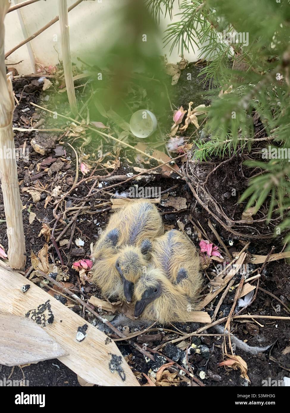 Baby pigeon Banque de photographies et d’images à haute résolution - Alamy