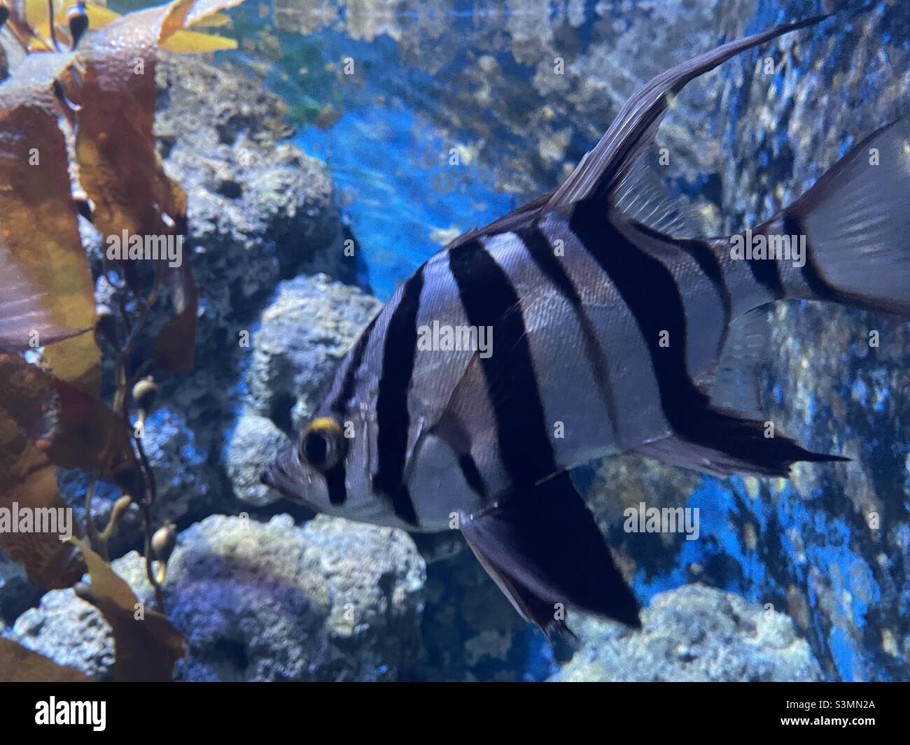 Poisson rayé Banque de photographies et d’images à haute résolution - Alamy