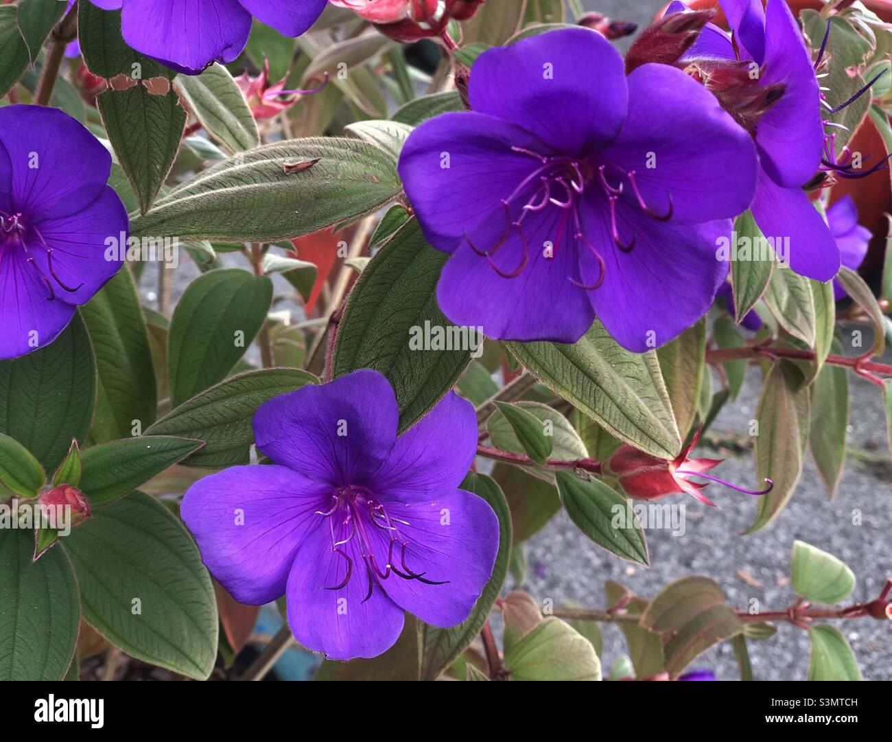 Fleur de princesse Banque de photographies et d’images à haute ...