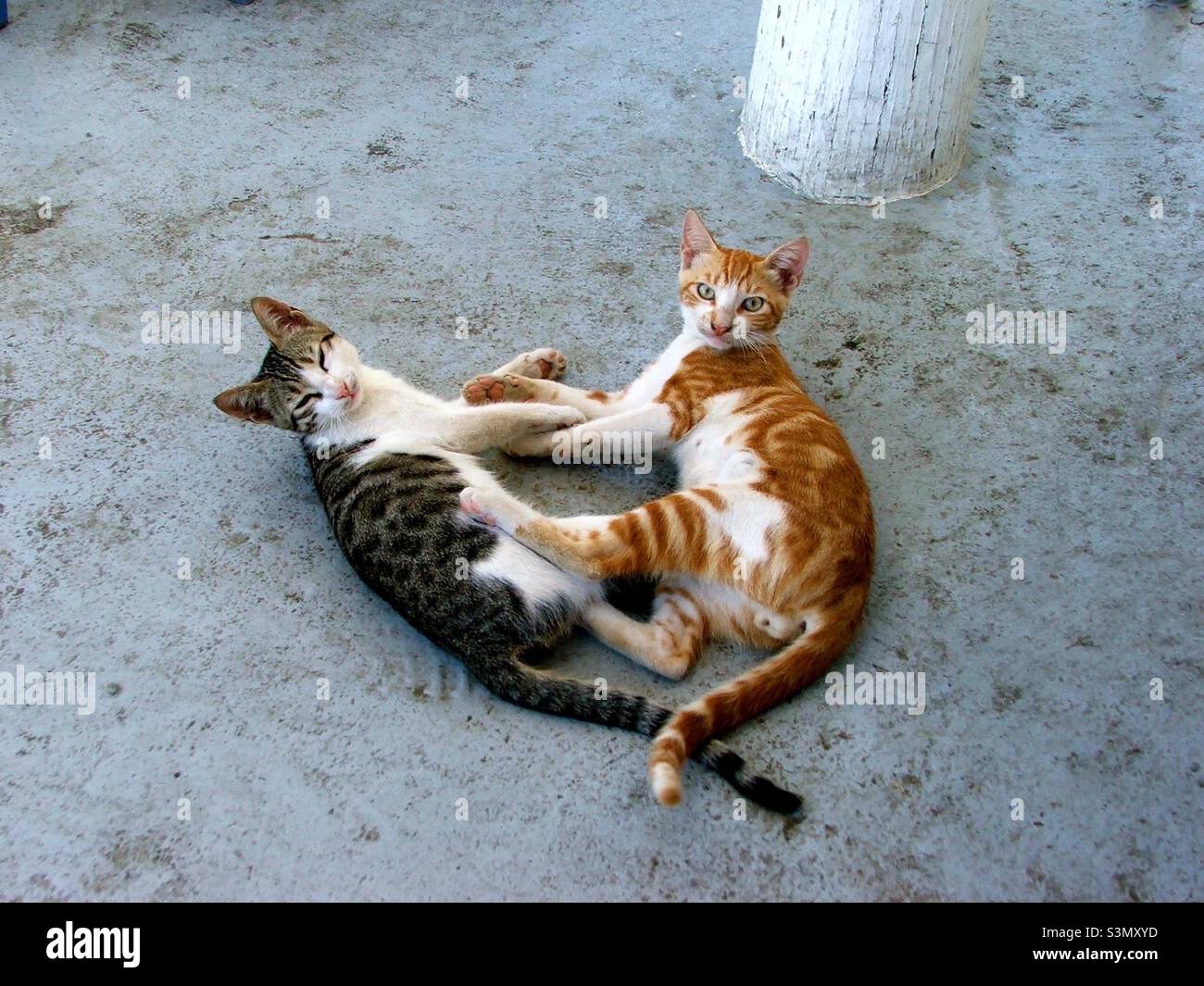 Coeur de chats Banque de photographies et d’images à haute résolution ...