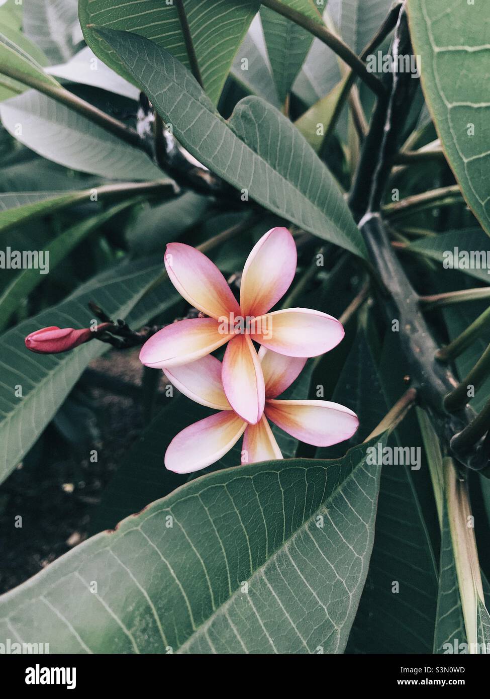 Fleurs de bali Banque de photographies et d’images à haute résolution ...