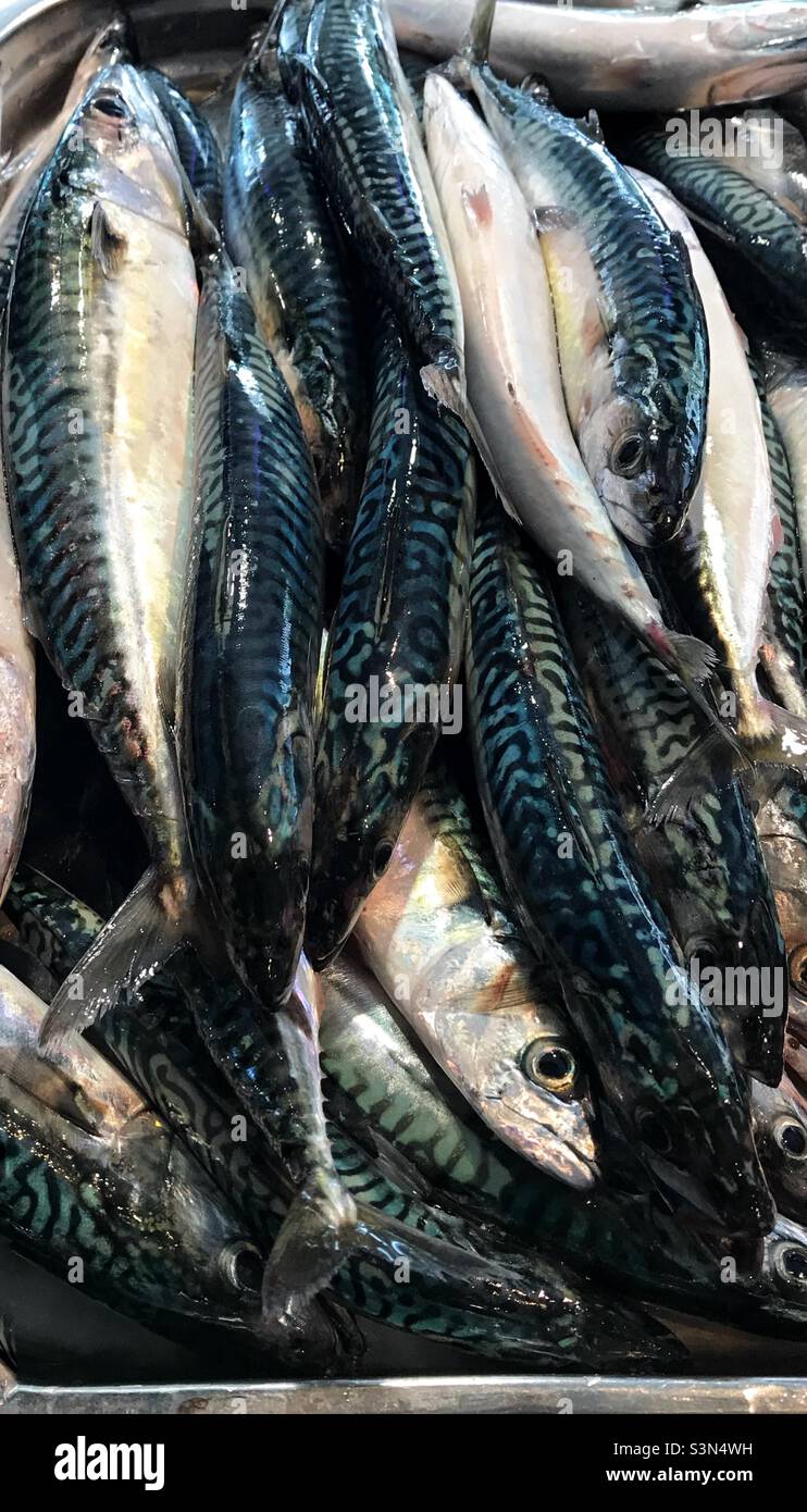Mackerel scales Banque de photographies et d’images à haute résolution ...