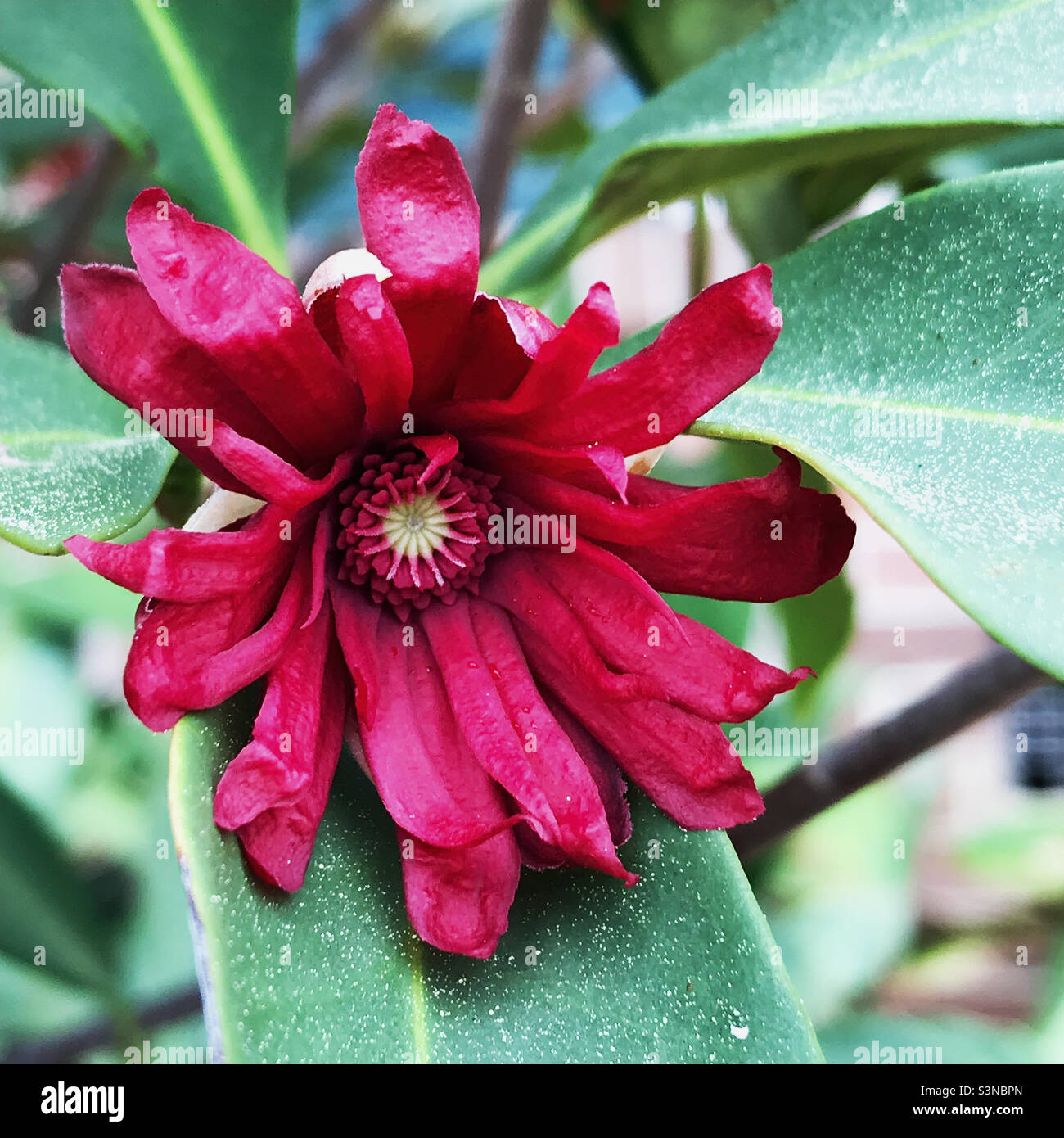 Plante d'anis Banque de photographies et d’images à haute résolution ...
