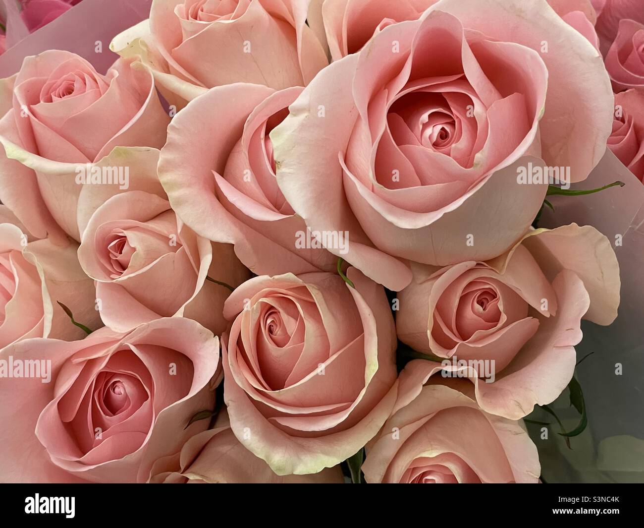 Light pink roses Banque de photographies et d’images à haute résolution ...