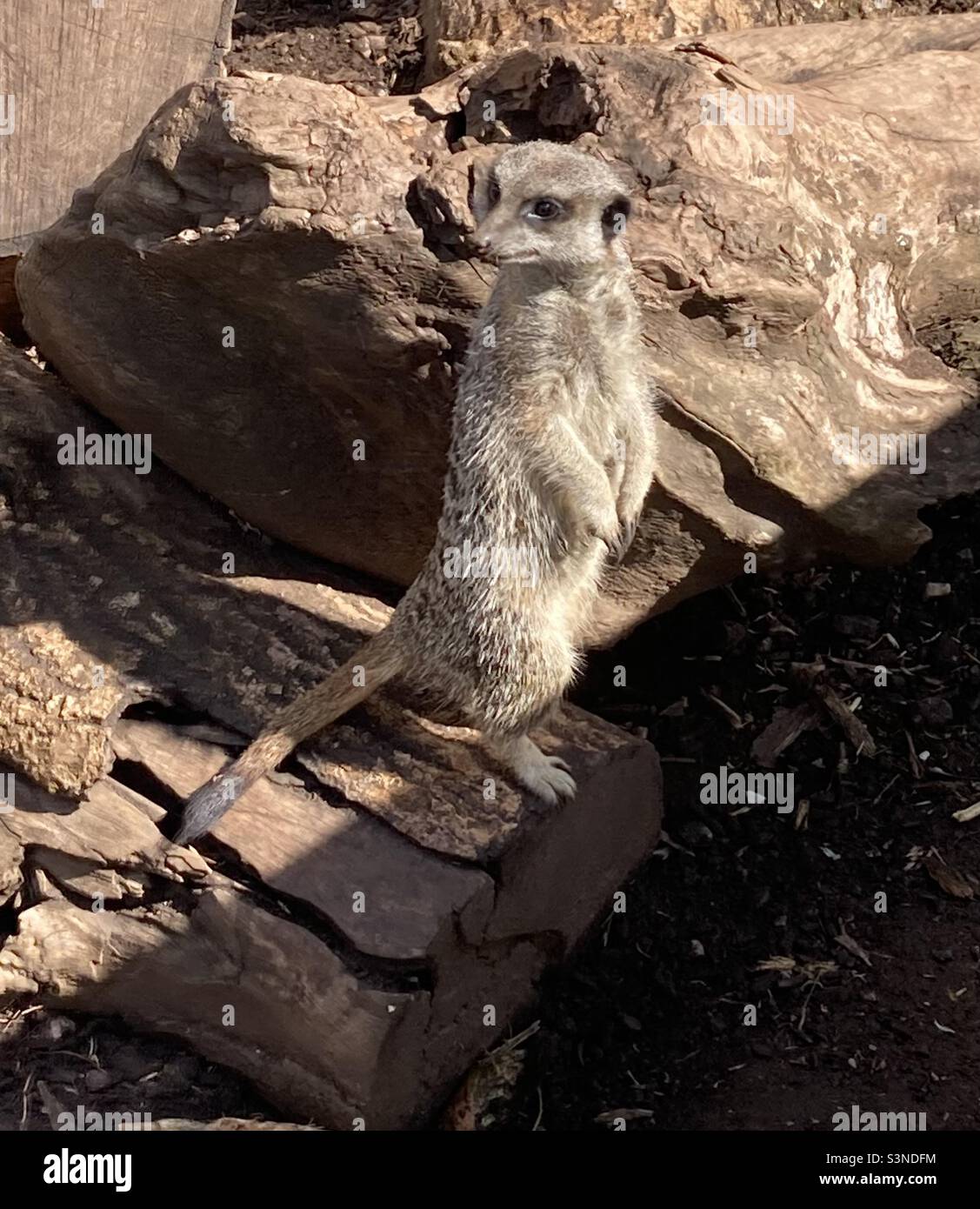 Meerkat zoo Banque de photographies et d’images à haute résolution - Alamy