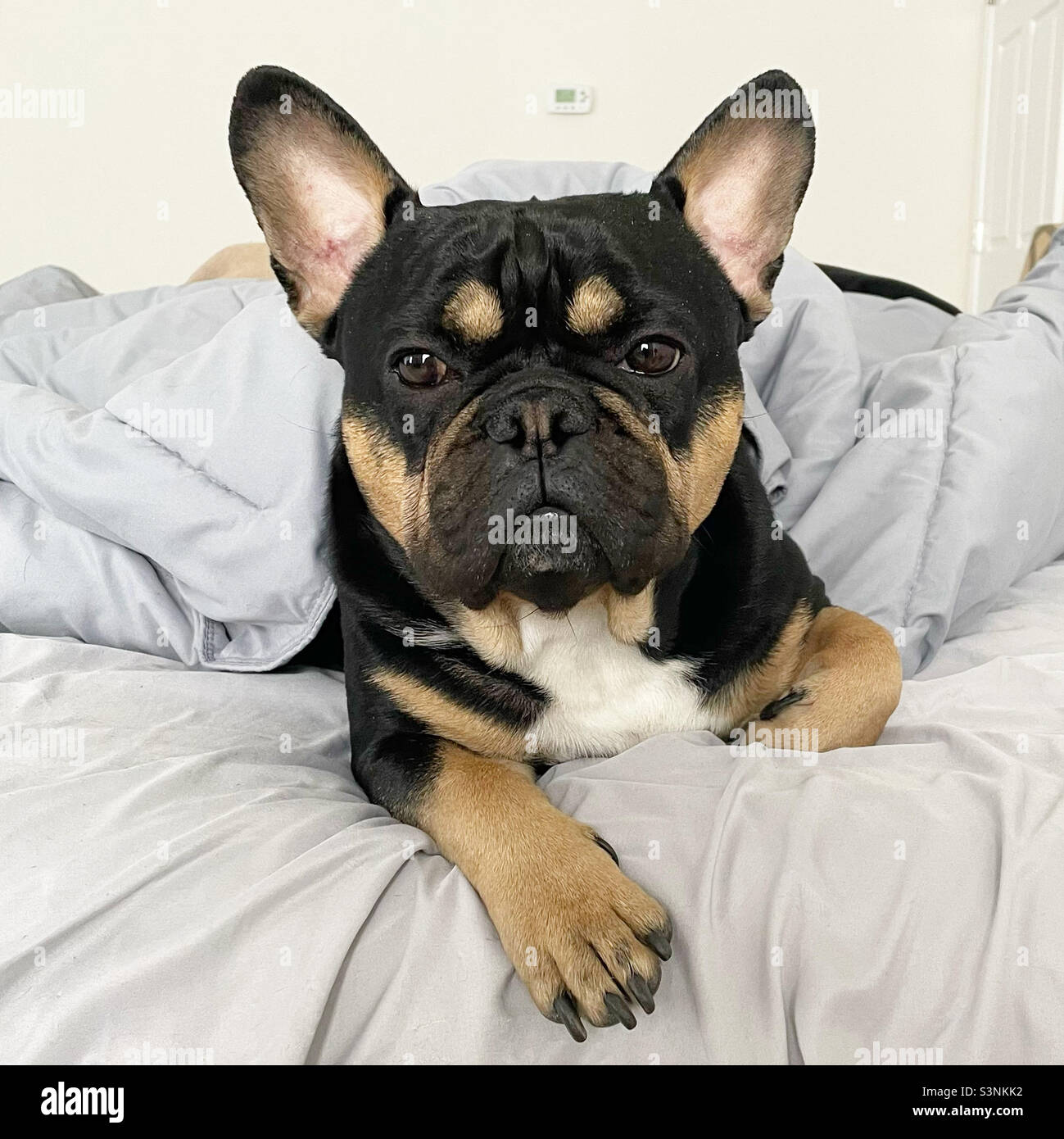 Chien ratier noir Banque de photographies et d’images à haute ...