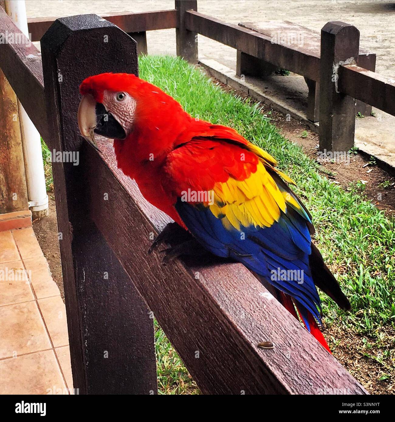Perroquet rouge et bleu Banque de photographies et d’images à haute ...