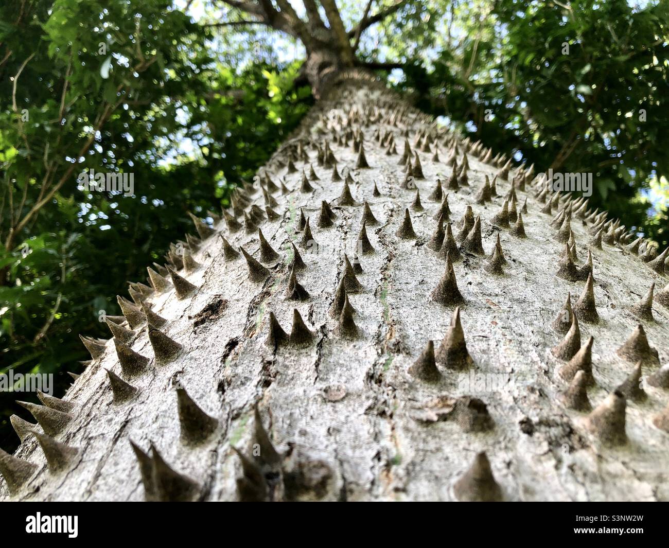 Ceiba speciosa tronc Banque de photographies et d’images à haute ...