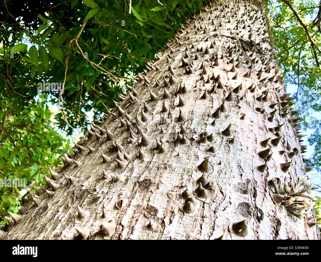 Ceiba speciosa tronc Banque de photographies et d’images à haute ...