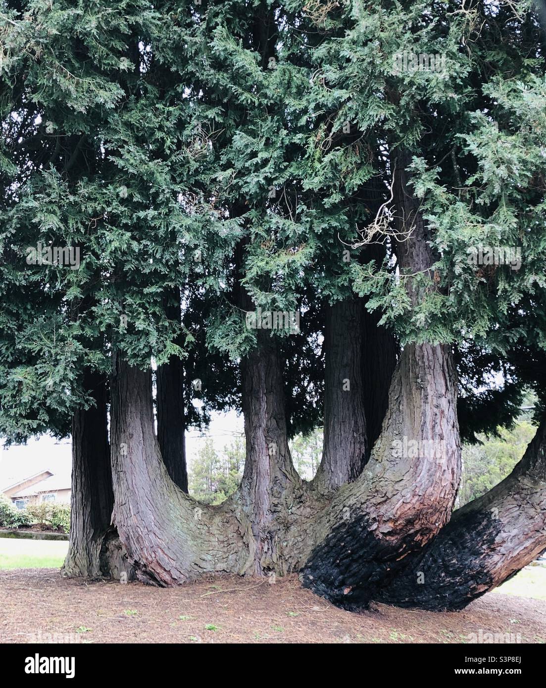 Arbre multi tronc Banque de photographies et d’images à haute ...