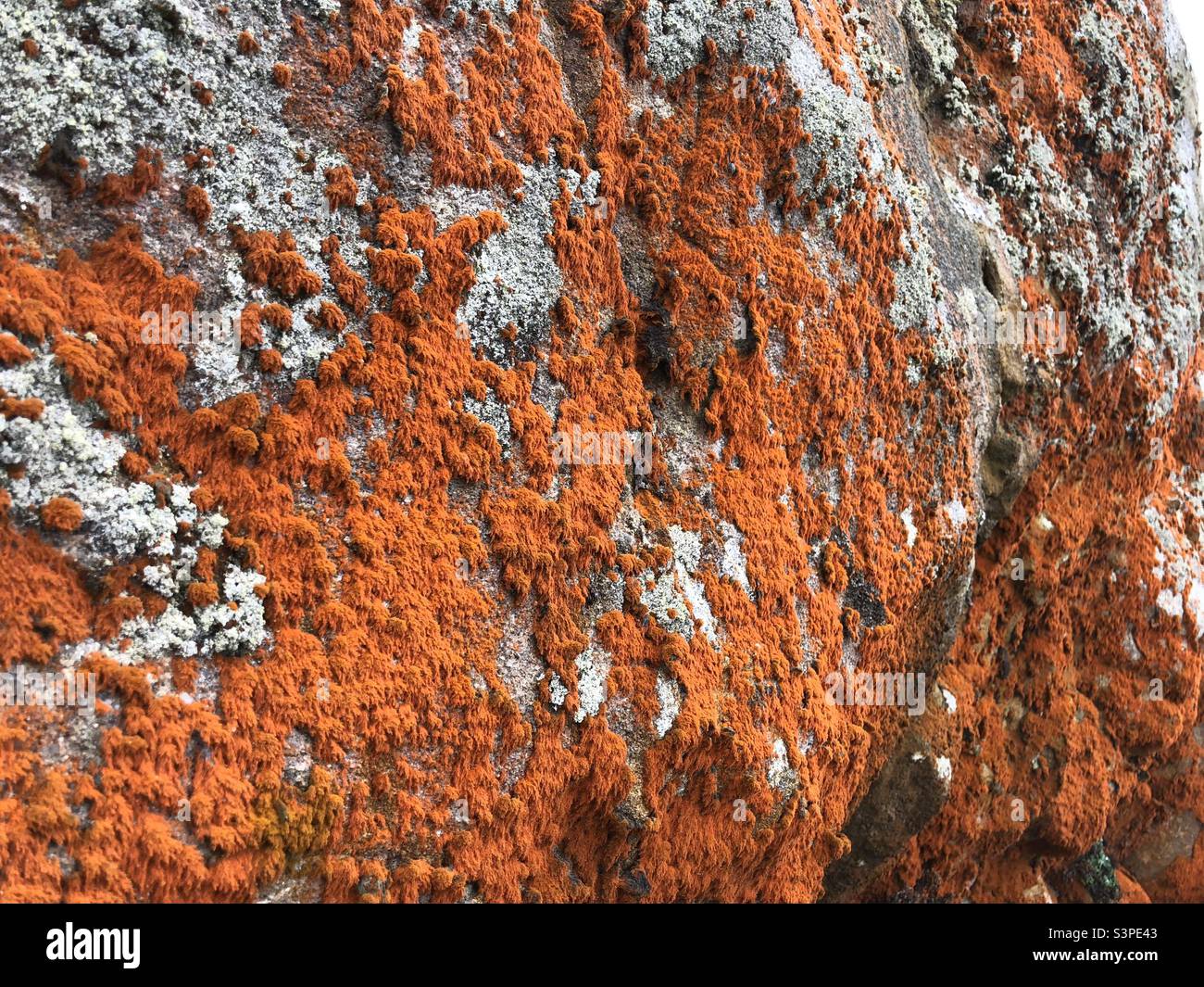 Lichen sur les rochers Banque de photographies et d’images à haute ...