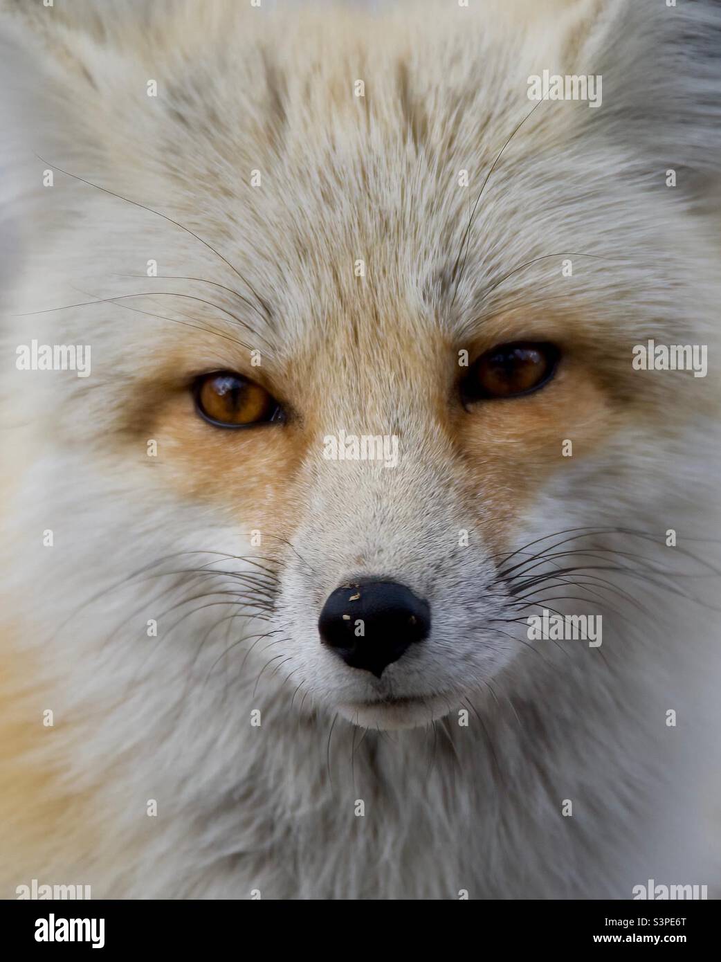 Vieux renard Banque de photographies et d’images à haute résolution ...