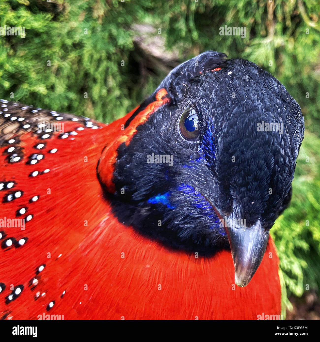 Faisan à cornes cramoisi Banque de photographies et d’images à haute ...