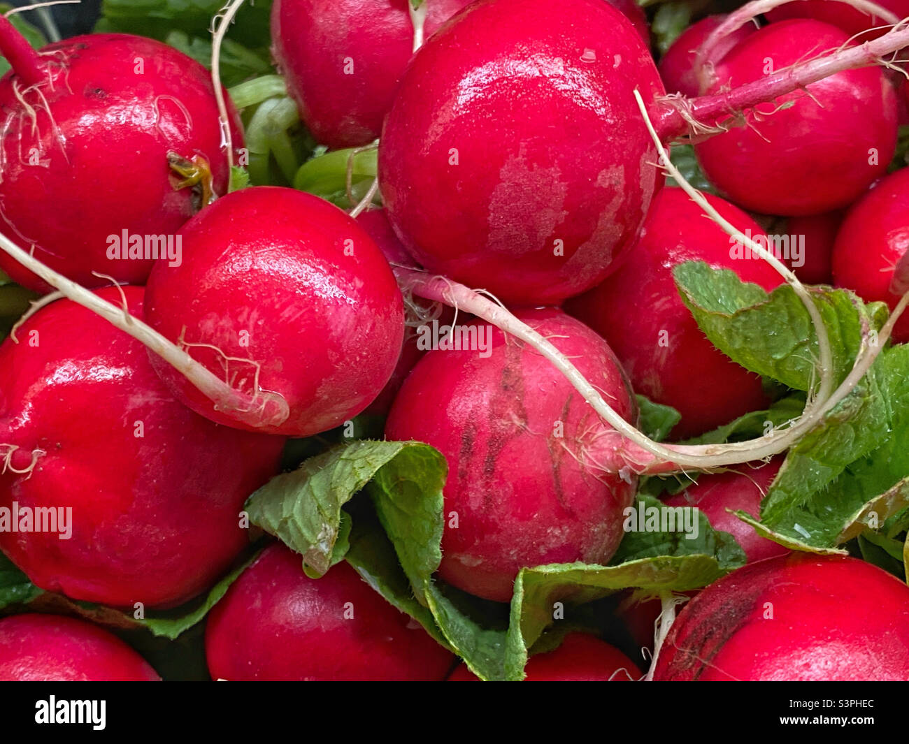 Radis racines Banque de photographies et d’images à haute résolution ...
