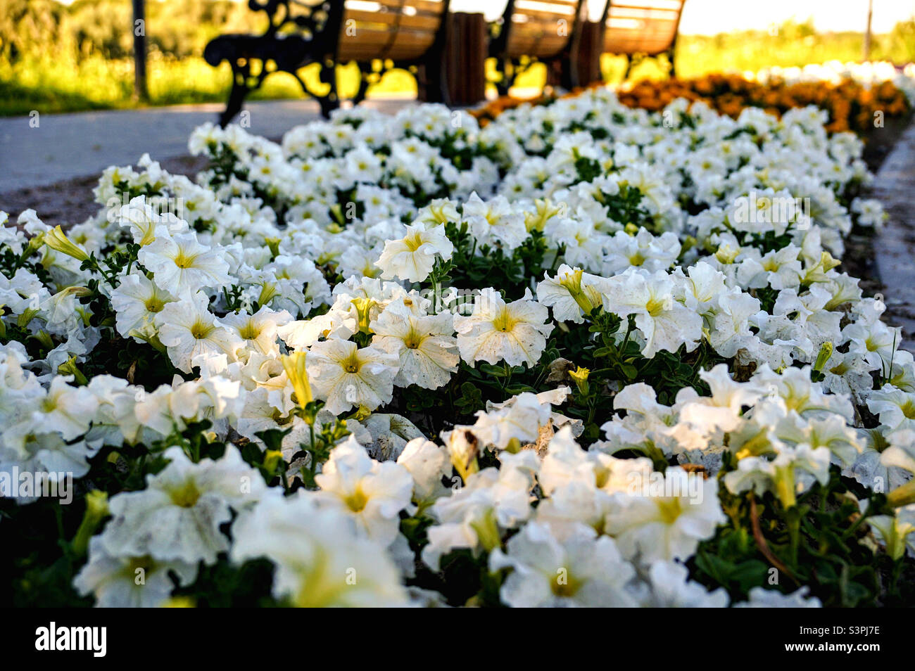 Beaucoup de fleurs blanches Banque de photographies et d’images à haute ...