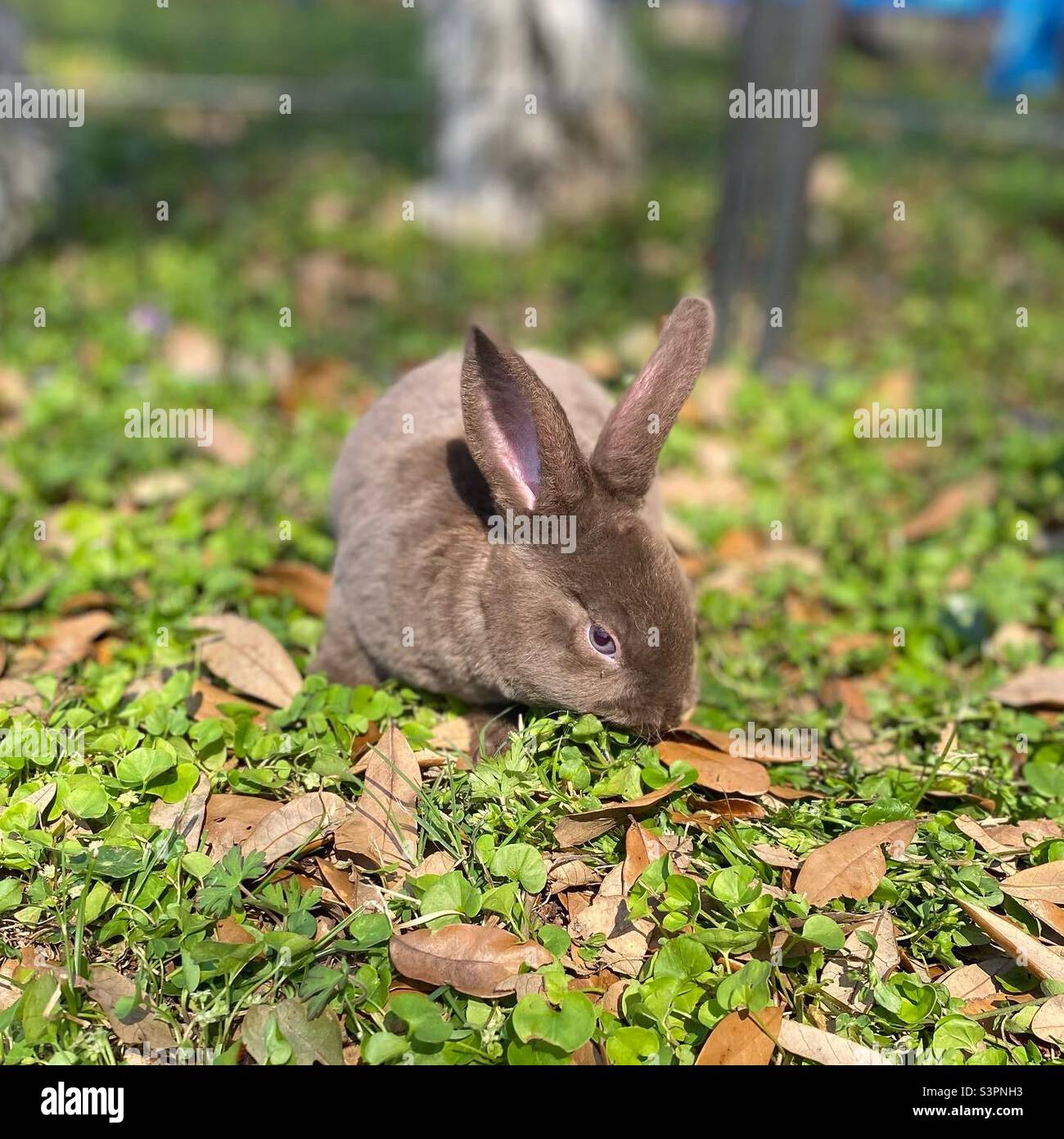 Lapin mini rex Banque de photographies et d’images à haute résolution ...