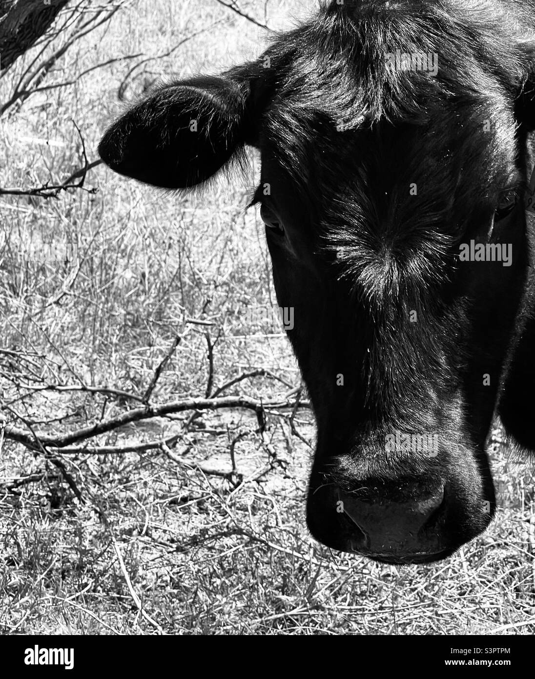 Vache texas Banque de photographies et d’images à haute résolution - Alamy
